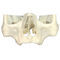 Maxilla anatomy model - 3D-101 - Selmodels SL