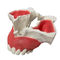 Maxilla anatomy model - 3D-111 - Selmodels SL