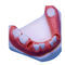 Jaw anatomical model - DM – 116 - Selmodels SL - for dental surgery
