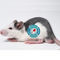 Animal research telemetry implant - Shanghai TOW Intelligent Technology ...
