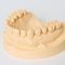 Plaster dental material - Vantago - Dentona AG - modeling