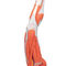 Muscle model - M20 - 3B Scientific - leg / for teaching / with nerves