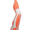 Muscle model - M20 - 3B Scientific - leg / for teaching / with nerves