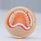 Gingival medical model - Ivotion® - Ivoclar Vivadent - denture / jaw ...