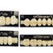 PMMA dental prosthesis - artVeneer® life - Merz Dental GmbH - anterior ...
