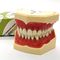 Jaw anatomical model - NA214 - Navadha Enterprises - denture / dental ...
