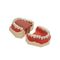 Jaw anatomical model - NA214 - Navadha Enterprises - denture / dental ...
