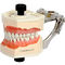 Jaw anatomical model - NA214 - Navadha Enterprises - denture / dental ...