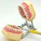 Jaw anatomical model - NA214 - Navadha Enterprises - denture / dental ...