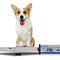 Electronic veterinary weighing scale - VET330WH - DETECTO - for large ...