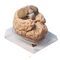 Temporal anatomical model - BS 20 - Coburger Lehrmittelanstalt - brain ...