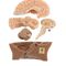 Brain model - BS 20/1 - Coburger Lehrmittelanstalt - cerebellum / temporal
