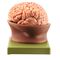 Brain model - BS 20/1 - Coburger Lehrmittelanstalt - cerebellum / temporal