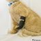 Paw veterinary splint - Front - OrthoVet - for felines