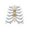 Rib arthrodesis plate - 460 series - Depuy Synthes - sternum / locking ...