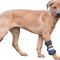 Paw veterinary splint - Walkin' Pets - carpal tunnel / wrist