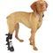 Paw veterinary splint - Walkin’ Fit - Walkin' Pets - ankle / wrist / hock