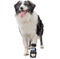 Paw veterinary splint - Walkin' Pets - ankle / wrist / hock