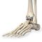 Cementless ankle prosthesis - STAR™ - Trilliant Surgical