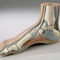 Foot anatomy model - 0248-30 - Denoyer-Geppert - ankle / adult