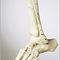 Bone anatomical model - SA87 - Denoyer-Geppert - foot / leg / plastic