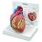 Heart model - GBM-001 - Educational + Scientific Products Ltd - cardiac ...