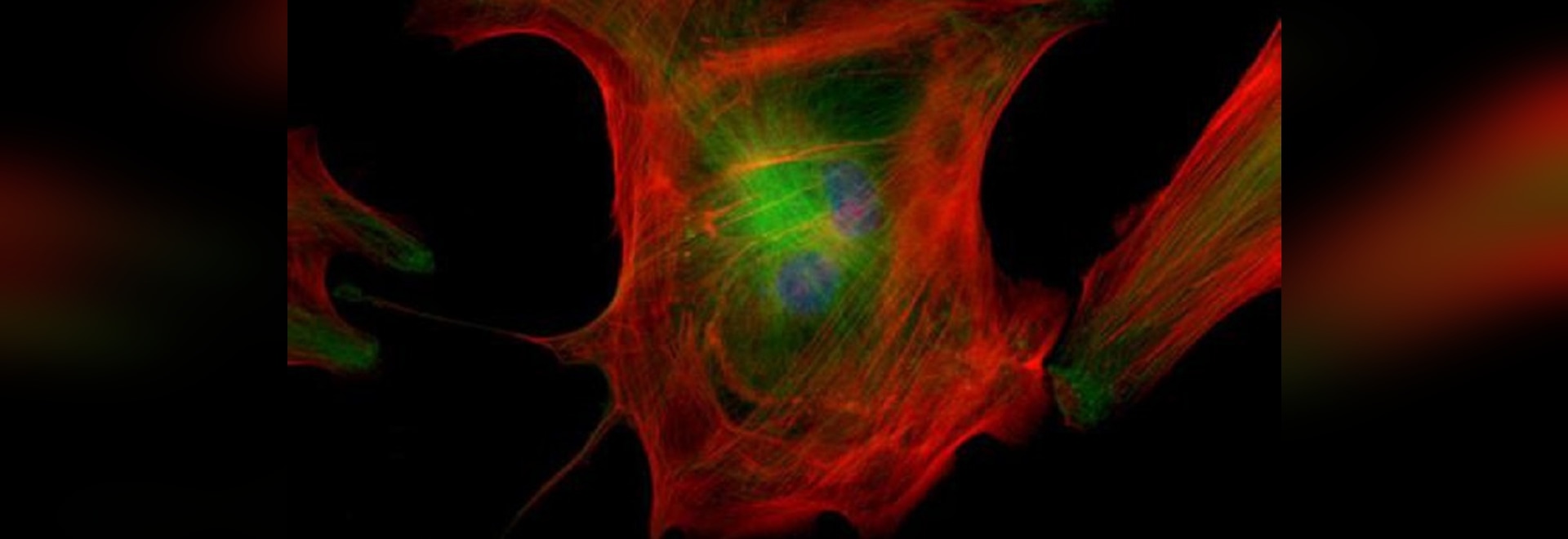 3D cell obseravation with FITC,TRITC and DAPI - Tianhe, Guangzhou ...