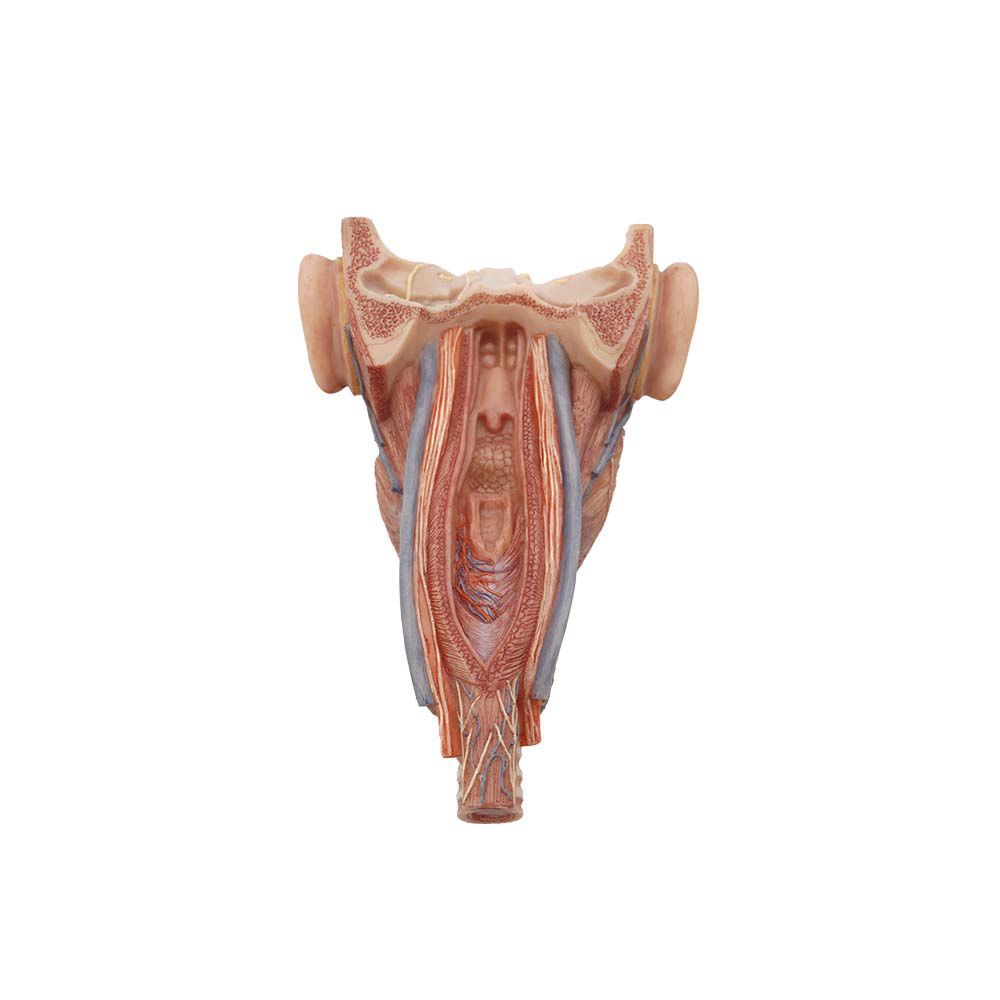 咽頭の解剖模型 - HH-006 - MeiWo Science - 顔 / 実習用 / シリコン