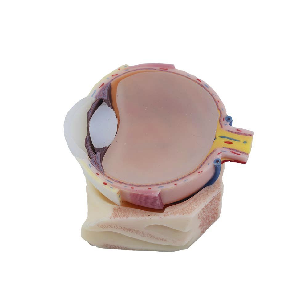 目の解剖模型 - MeiWo Science - 実習用 / シリコン / 血管付