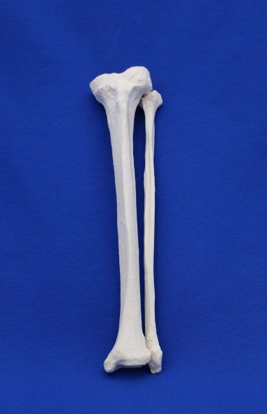 Modelo anatômico de tíbia - TFI - Créaplast - de perônio / para ensino