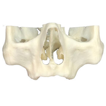 Modelo anatômico de maxila - 3D-101 - Selmodels SL