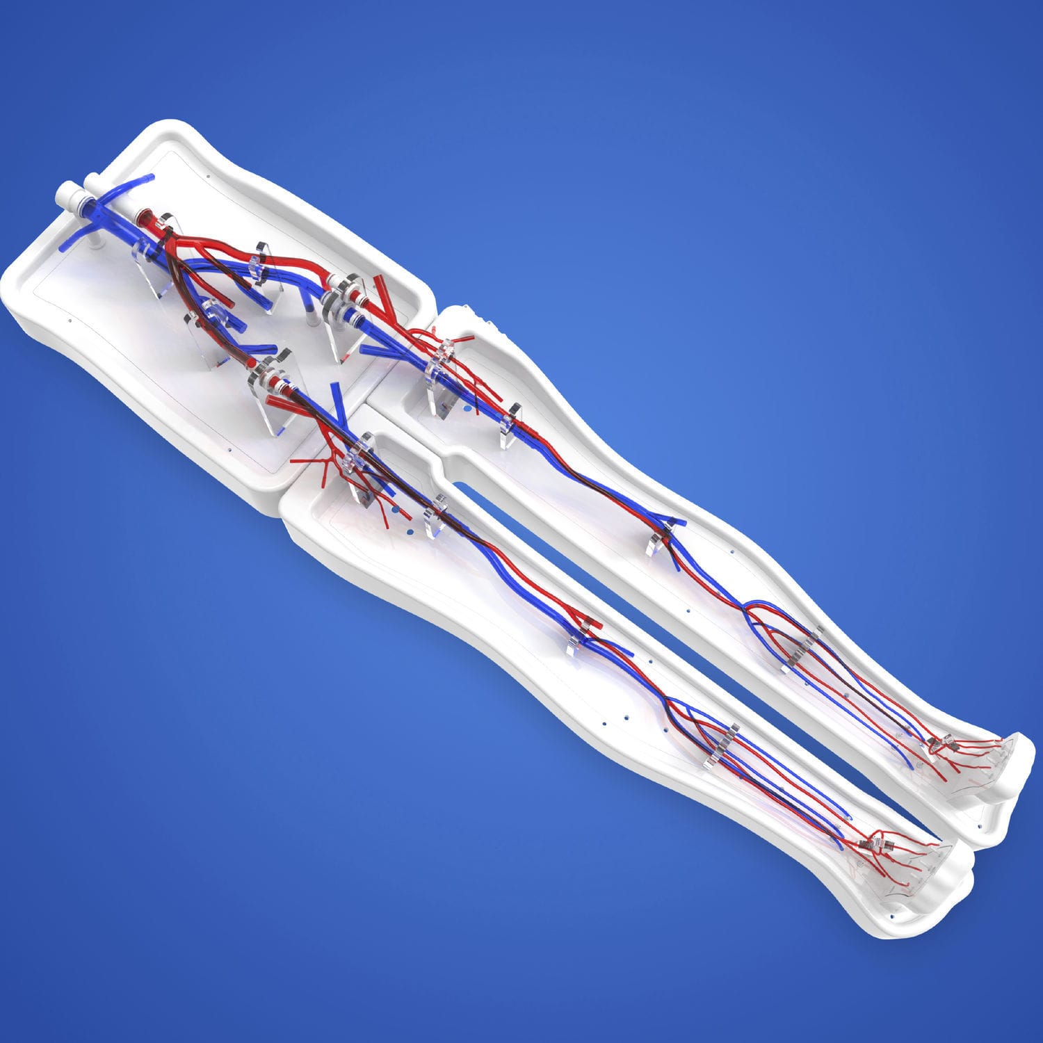 Modelo vascular de membro inferior - PLWZXG005 - Shanghai Preclinic ...