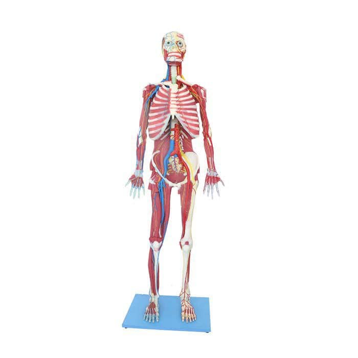 Modelo anatômico de corpo inteiro - LS 02 - MeiWo Science - para ensino ...