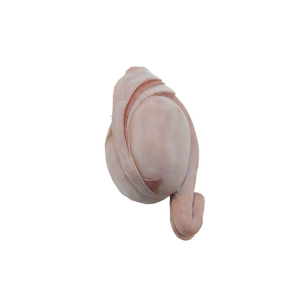 Modelo de testículo - HS-006 - MeiWo Science - para ensino / em silicone