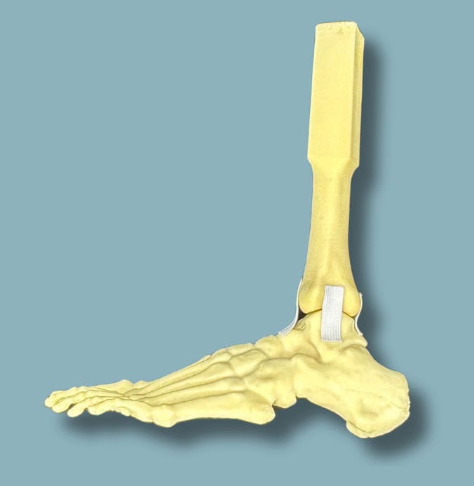 Modelo anatômico de pé - 02-15-02 - ADDIDREAM - de tornozelo / para ...