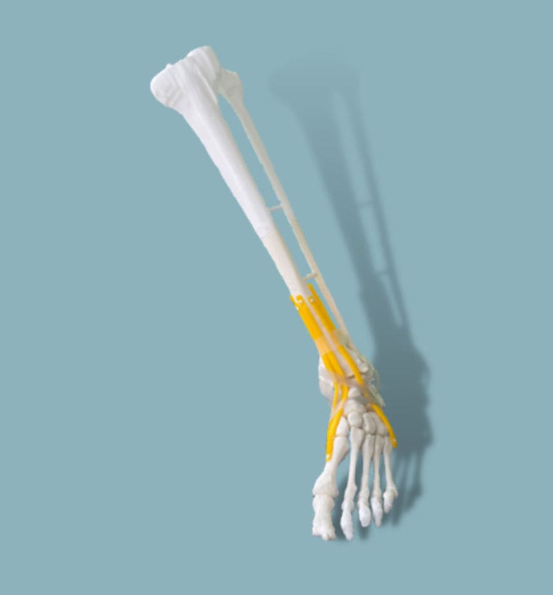 Modelo anatômico de pé - 02-11-01 - ADDIDREAM - de tornozelo / para ...