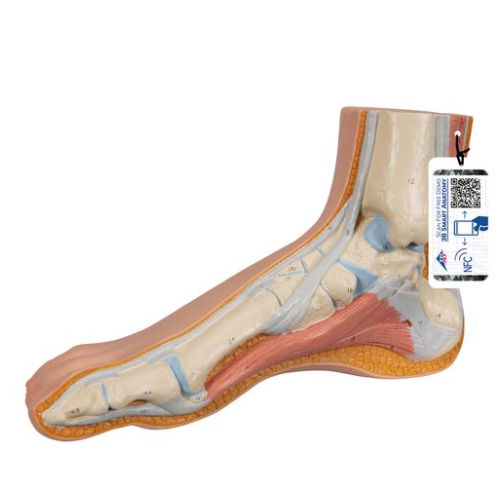 Modelo anatômico de pé - M30 - 3B Scientific - para ensino