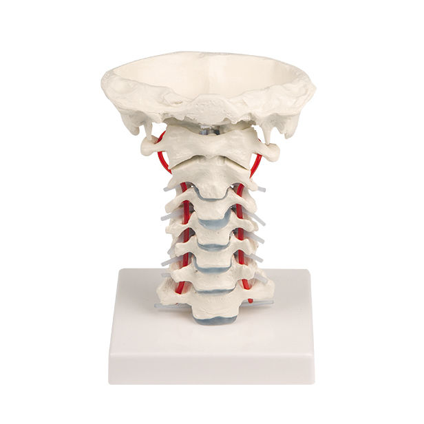 Modelo anatômico de coluna cervical - 4073 - Erler-Zimmer - para ensino