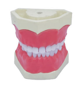 Typodont de dentes - SP068 - Navadha Enterprises - de maxilares ...