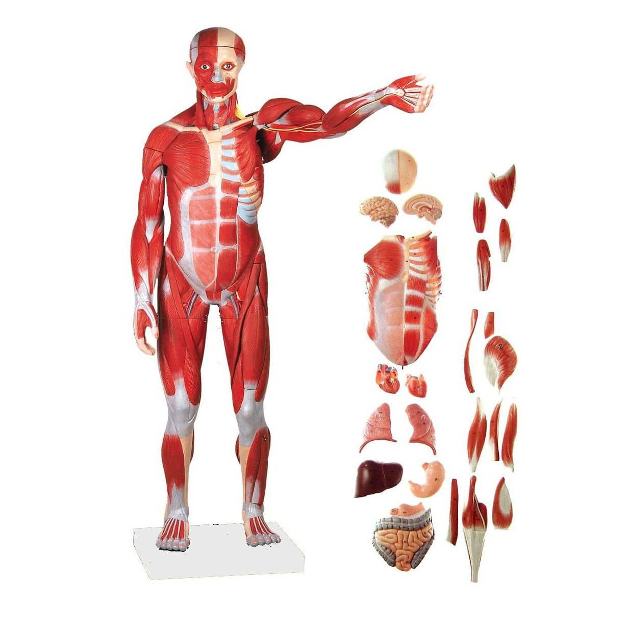 Modelo anatômico de corpo inteiro - Wellden International Inc. - para ...