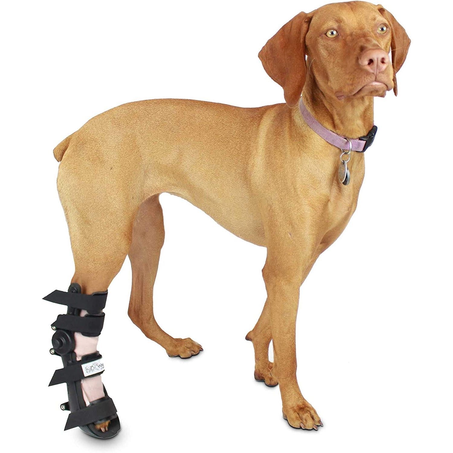 Tala veterinária para tornozelo - Walkin' Pets - para cães