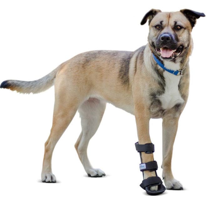 Tala veterinária para pata - Walkin’ Front - Walkin' Pets - para ...