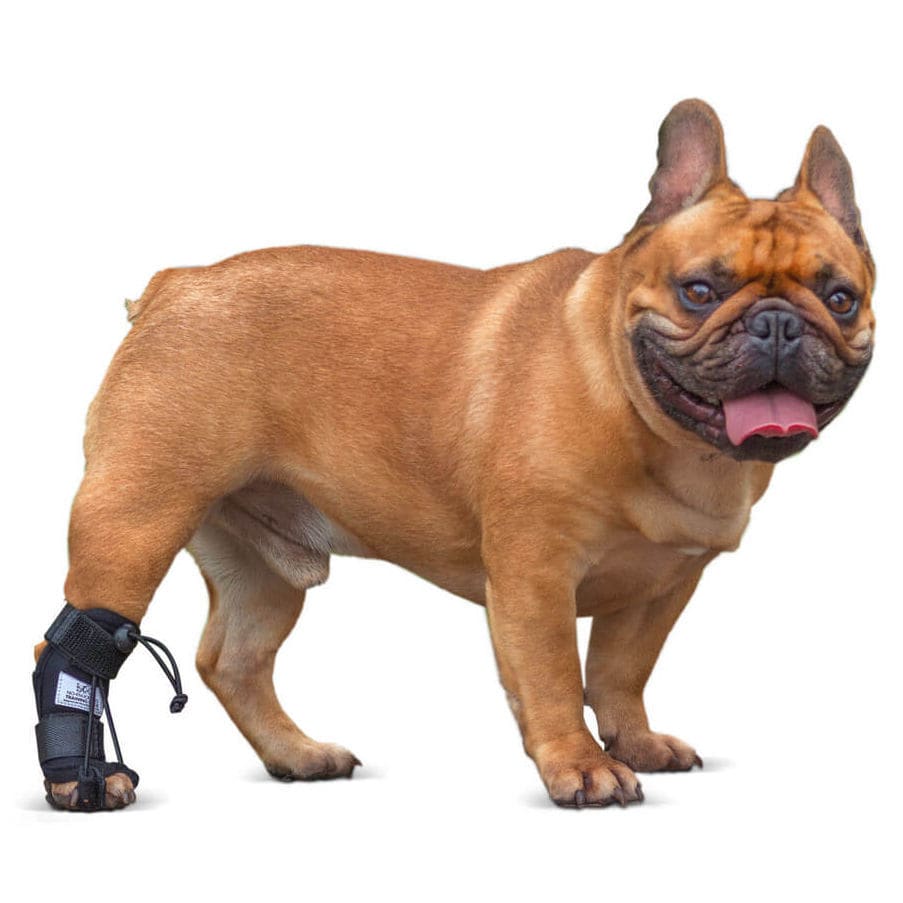 Tala veterinária para pata - Rear No-Knuckling - Walkin' Pets - para pé ...