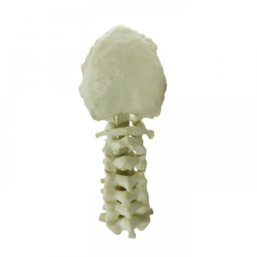Modelo anatômico de coluna cervical - 5002 - Nacional Ossos - para ensino