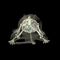 Fantoma veterinário para TC - RT-C04 - True Phantom Solutions - para ...